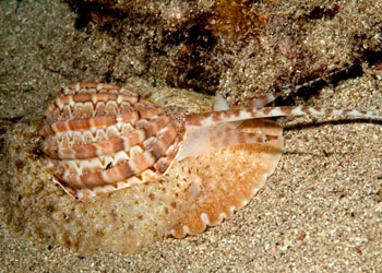 涡螺总科 Volutacea 蓝色动物学（中国动物学科普）